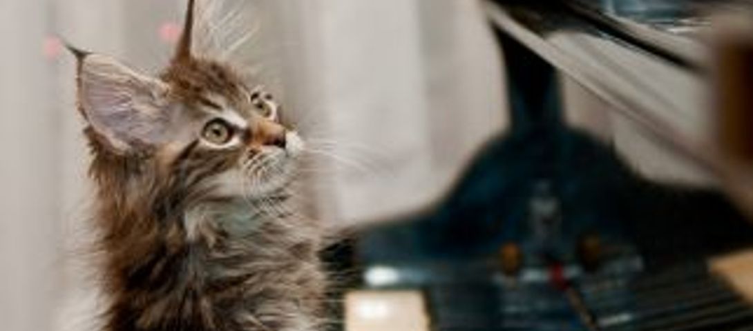 ‘Ketzel,’ (Feline) Musical Genius, Dies at 19 – The Forward