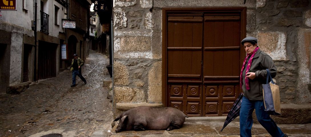 The Secret Jewish History of Spain’s Most Famous Pig – The Forward