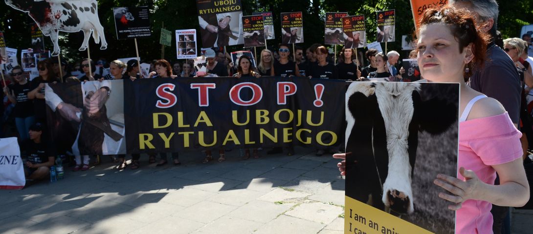 The Hypocrisy Of Ritual Slaughter Bans – The Forward