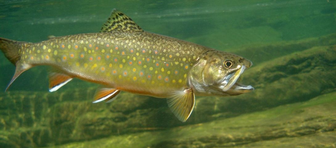 An expert’s guide to lox, sable and other smoked fish – The Forward