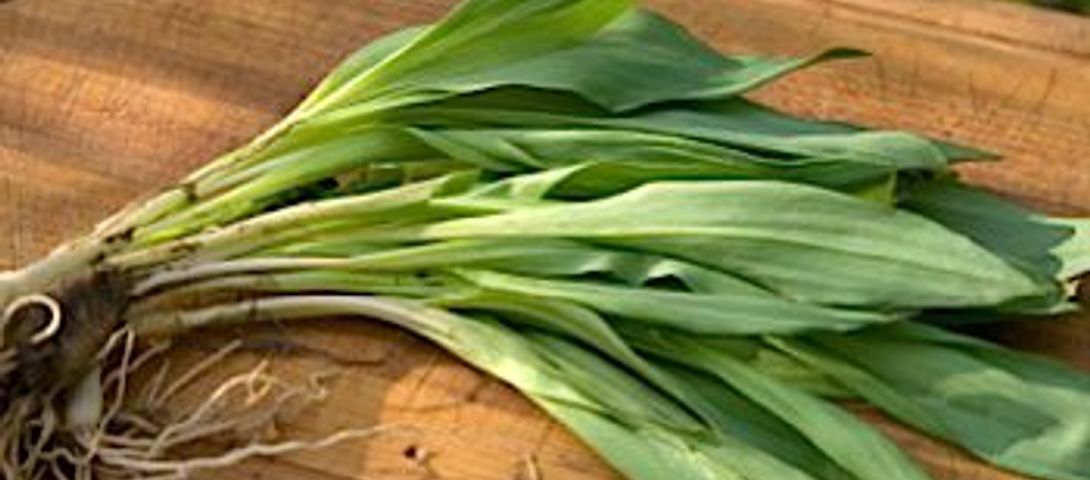 Pickled Ramps: Celebrating and Preserving the Flavors of Spring – The ...