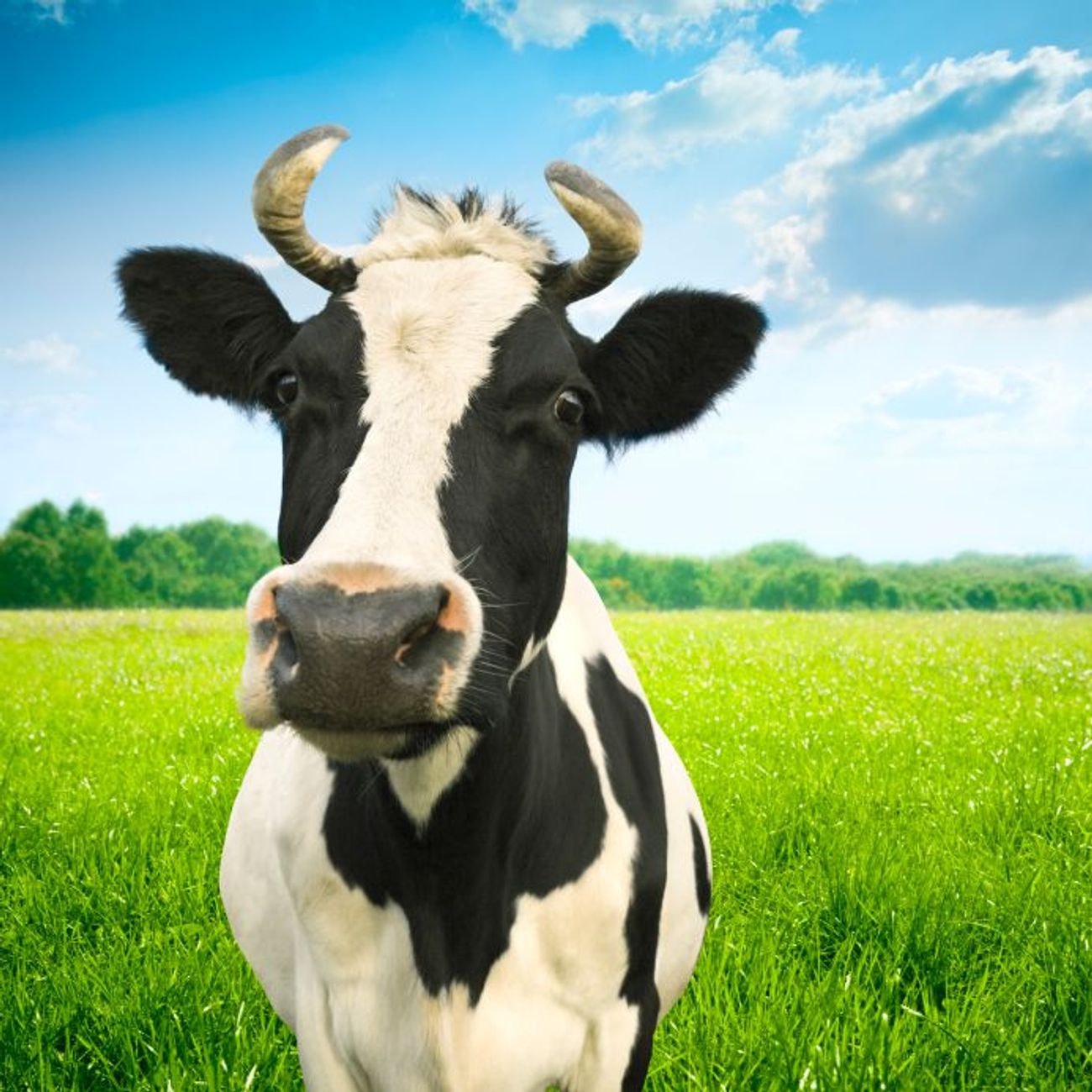 Milk Masters: Israeli Cows Overcome Odds To Become Most Productive ...