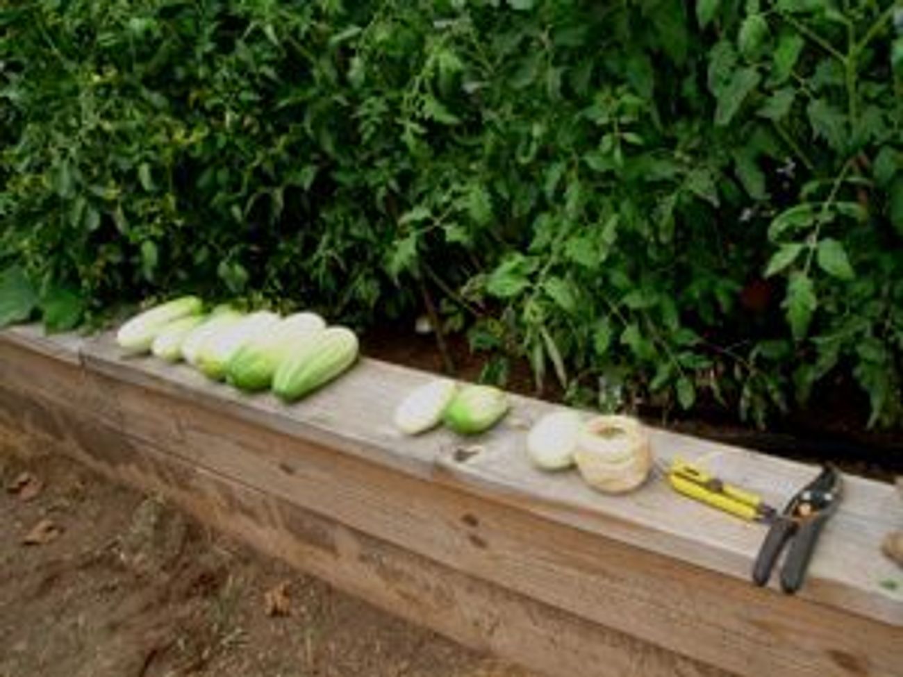 5 Years, 5 Steps to Community Garden Collaboration – The Forward