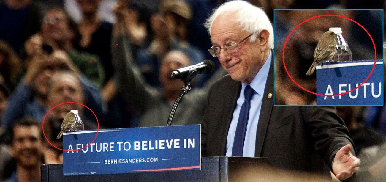 VIDEO: Bernie and the Bird – The Forward