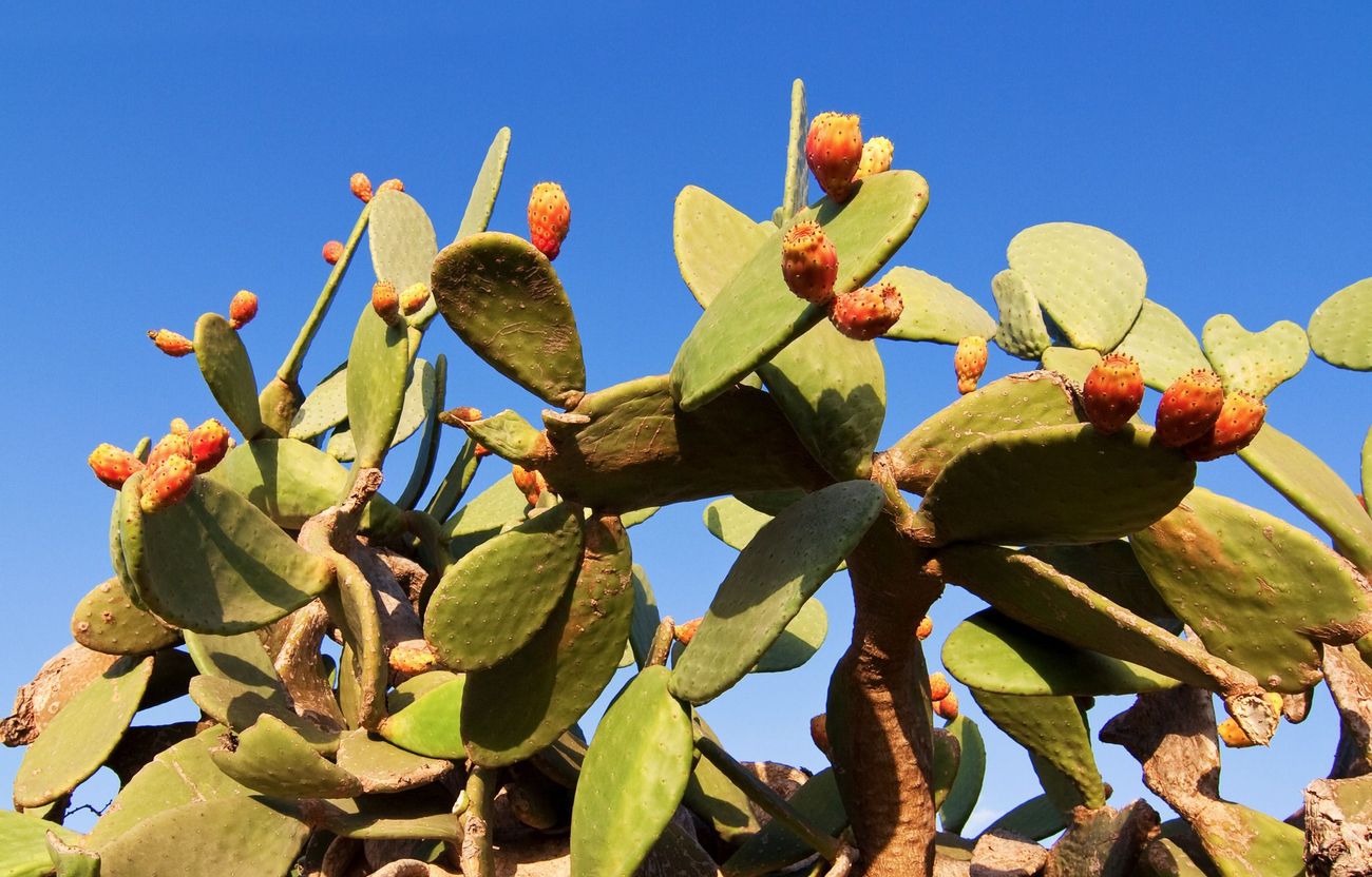 To Survive Trump, All Progressives Need To Become Sabras – The Forward