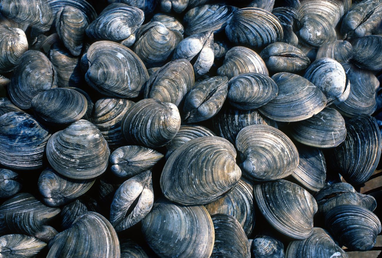 How a lox columnist became a clam devotee