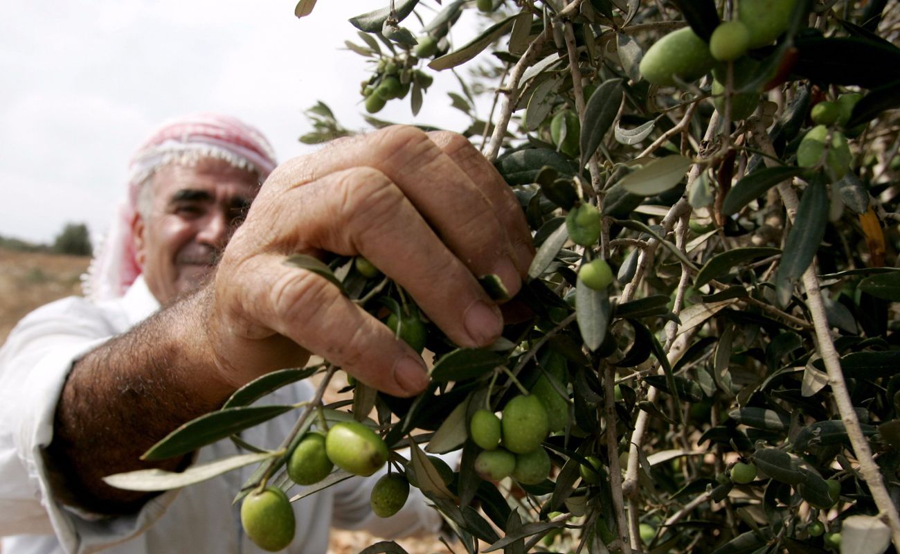What Olives Teach Us About Israel’s Past And Future