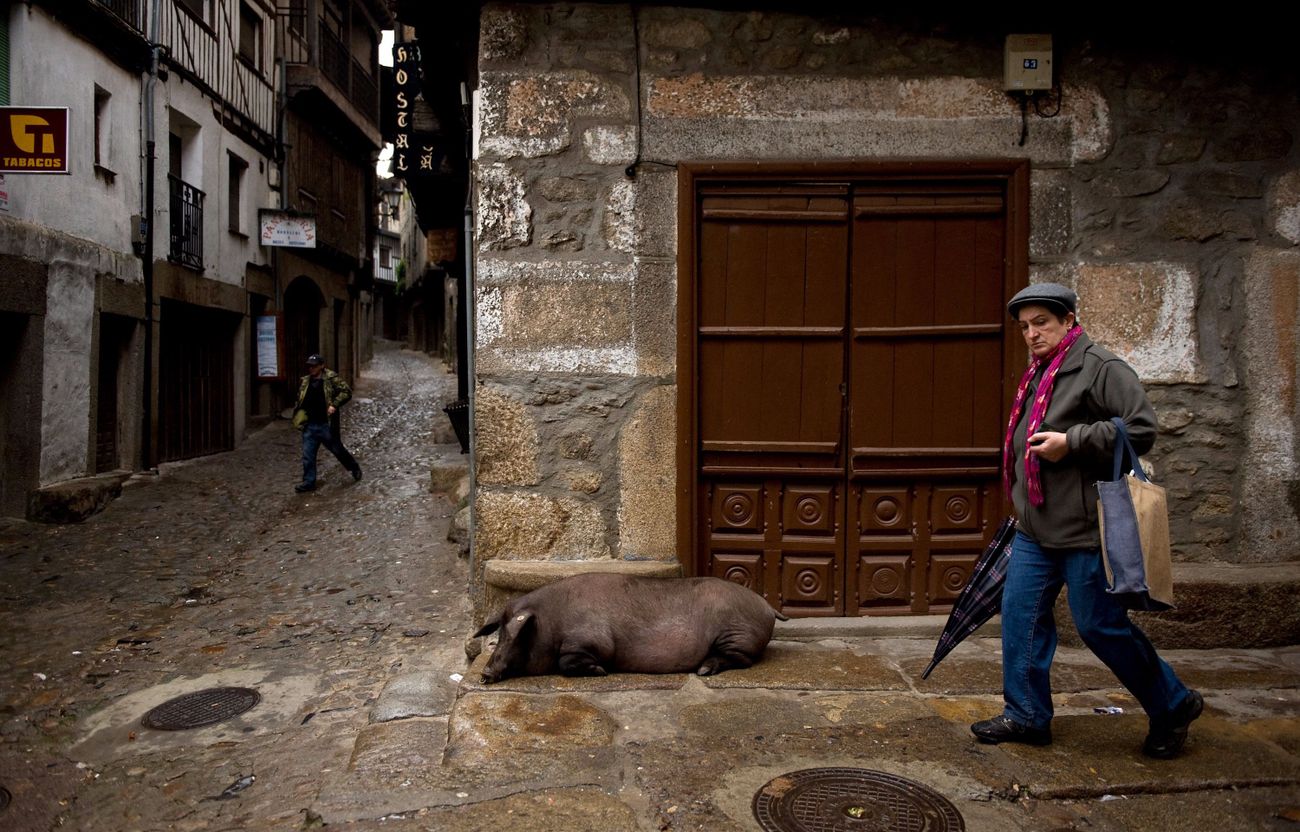 The Secret Jewish History of Spain’s Most Famous Pig – The Forward