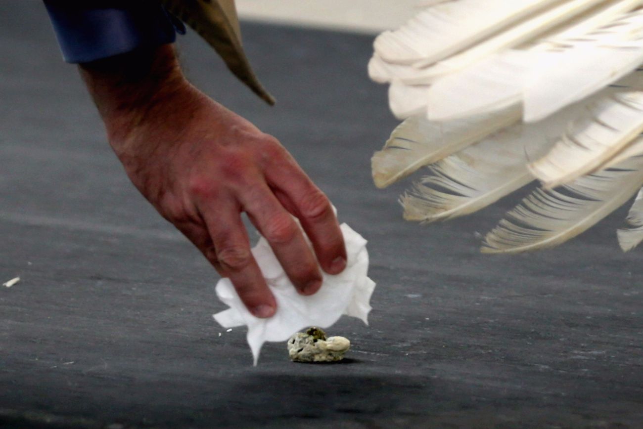 Burning Poultry Poop Will Not Solve Climate Change