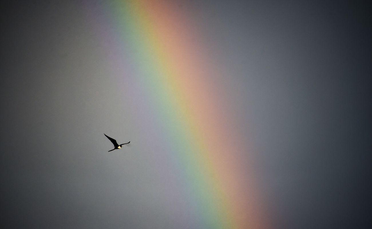 Freedom is a rainbow