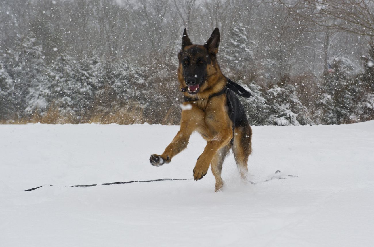 A Holocaust Survivor’s Second Battle and a Dog Named Hexe – The Forward