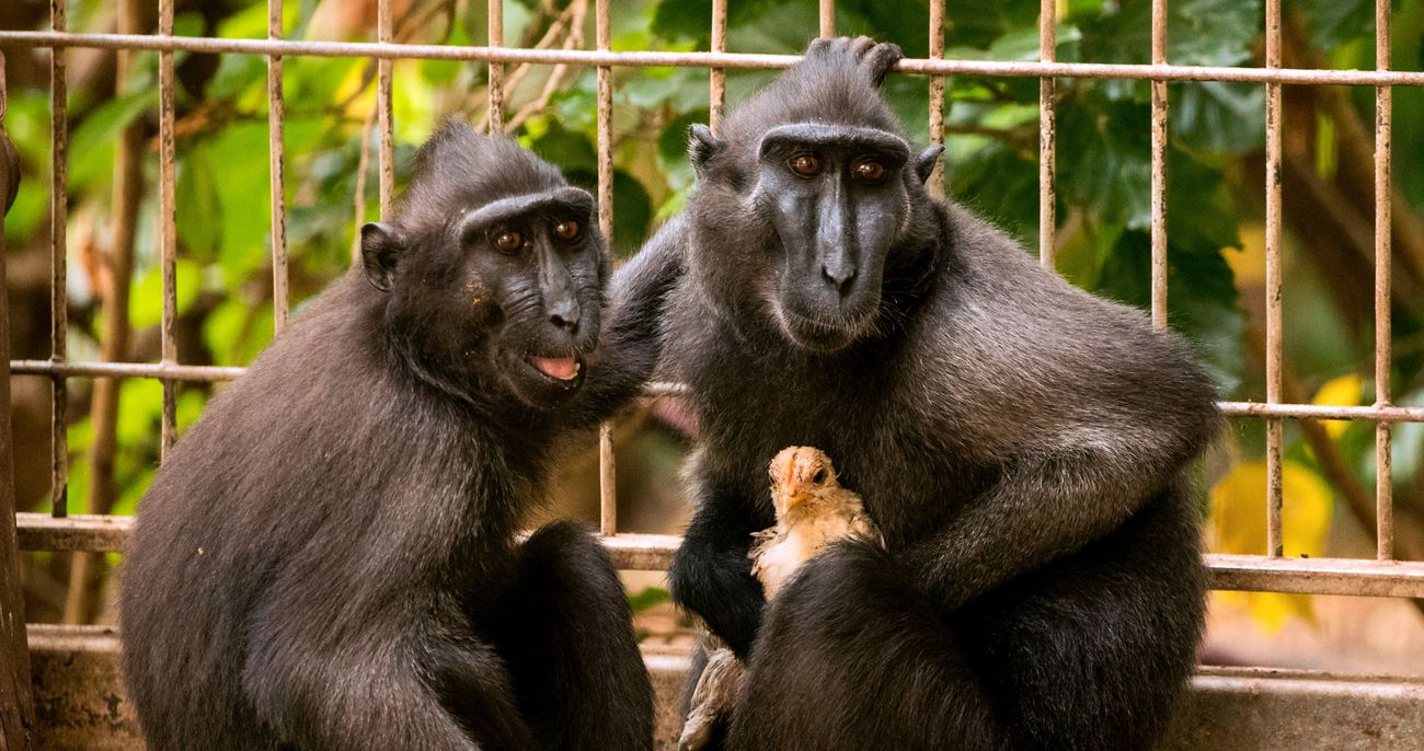 Monkey At Israeli Zoo Makes Friends With Chicken