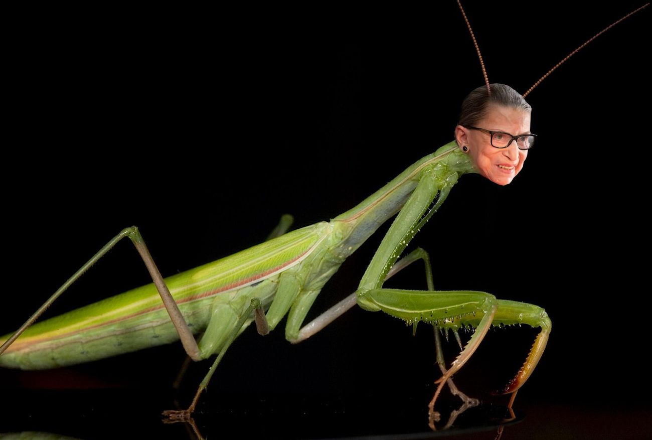Besides the Ruth Bader Ginsburg Mantis, Here’s 13 Bugs Named after Jews ...
