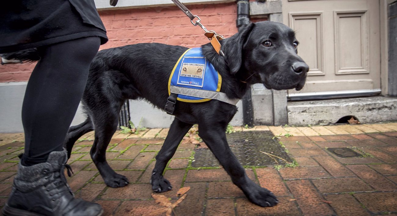 Blind Israelis Struggle With Guide Dog Shortage