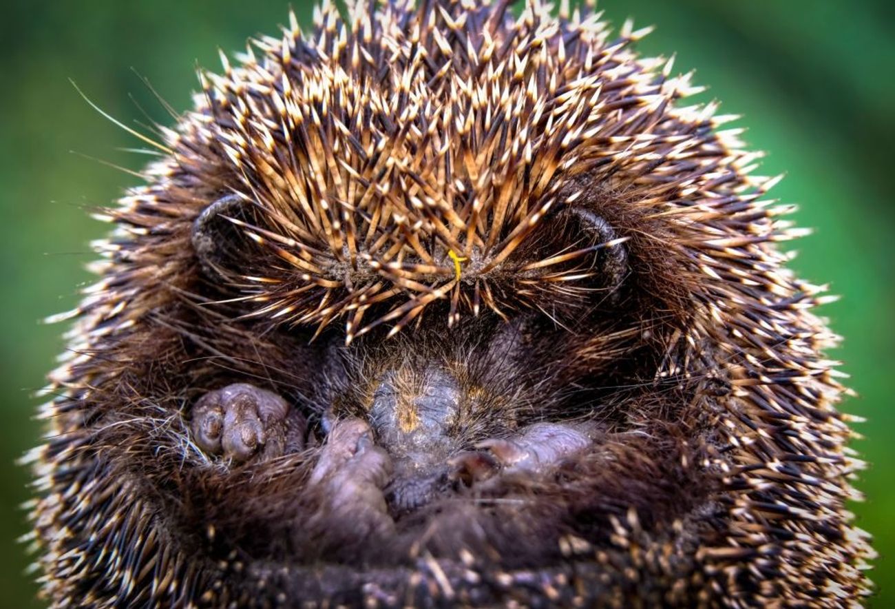 Israeli Hedgehogs Are Too Fat, Have To Go On Diets