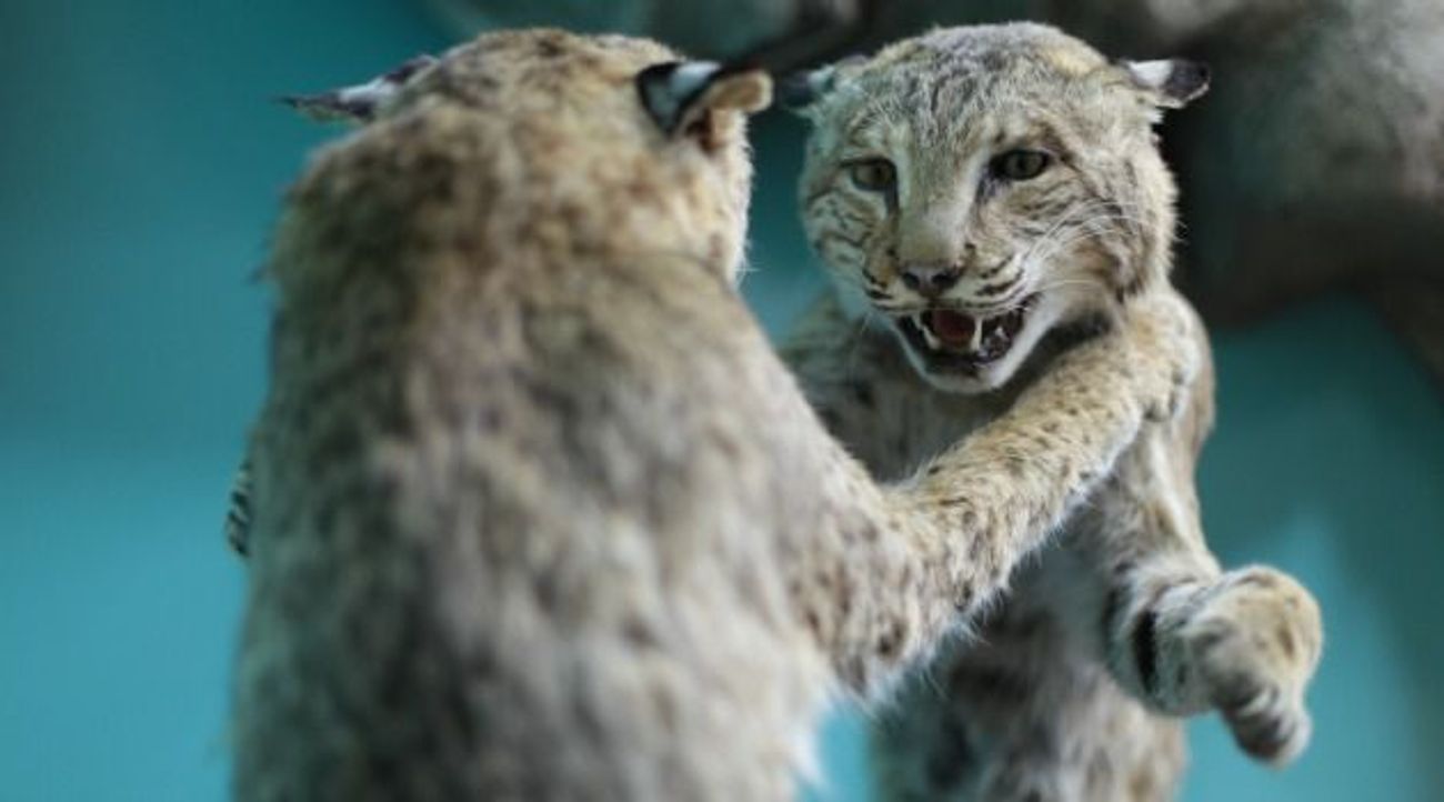 This Museum Teaches Torah — Through Taxidermy – The Forward