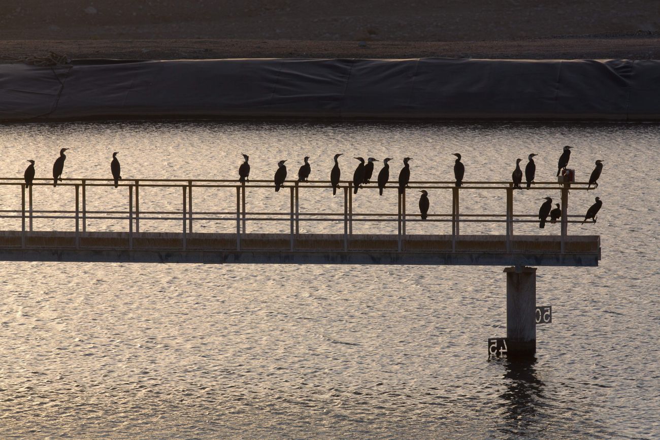 Why Israel Is Paradise for Birds — and Birdwatchers – The Forward