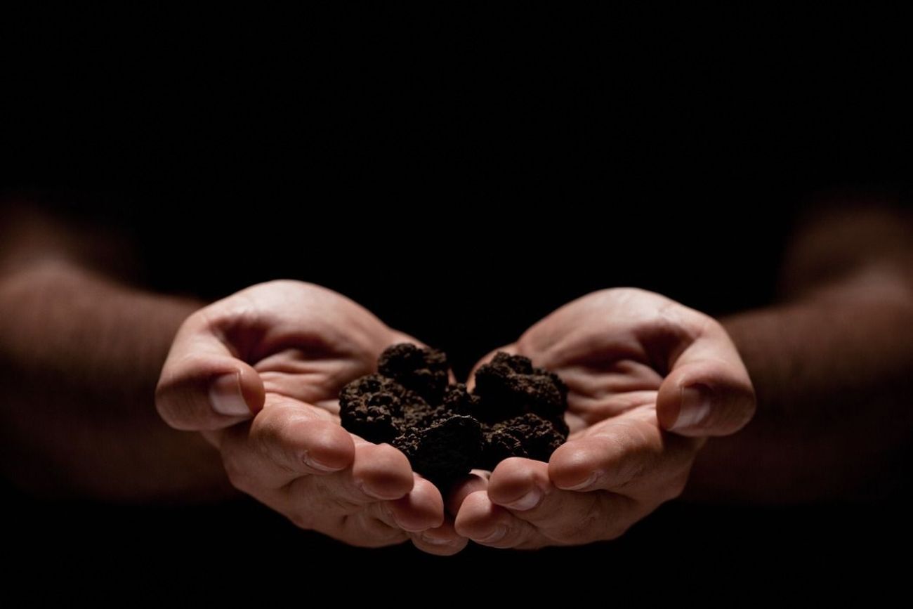 Israelis Grow Truffles Worth More Than Uranium