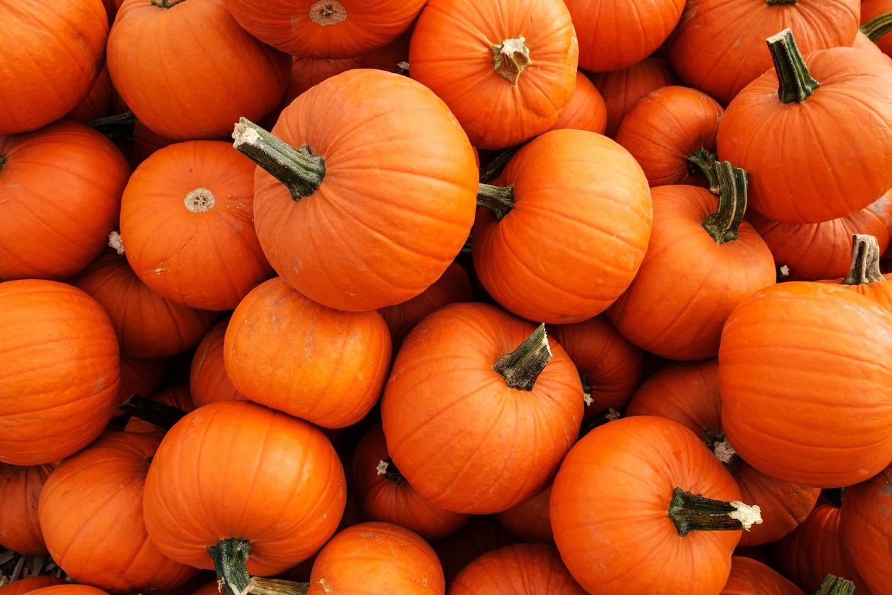 Jack Olantern pumpkins can be kosher says Ashley Blaker