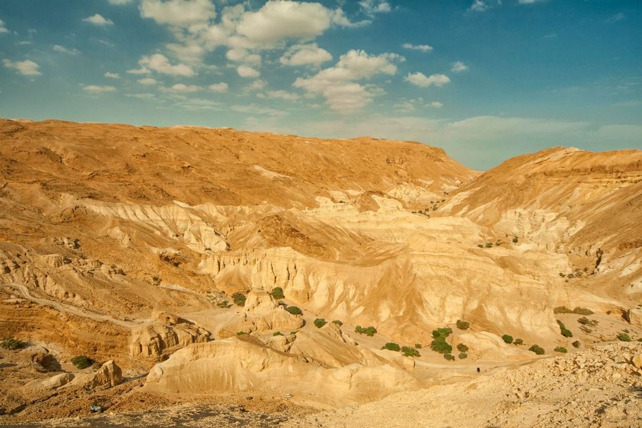 Forest Land Destroyed By Gaza Arson Balloons