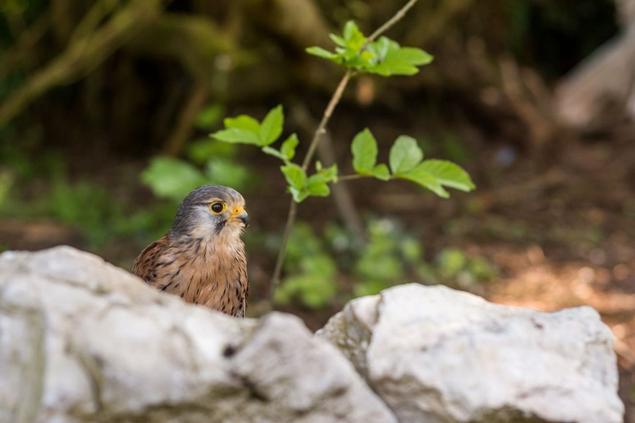 Bird From Gaza Wearing Harness With Flammable Material