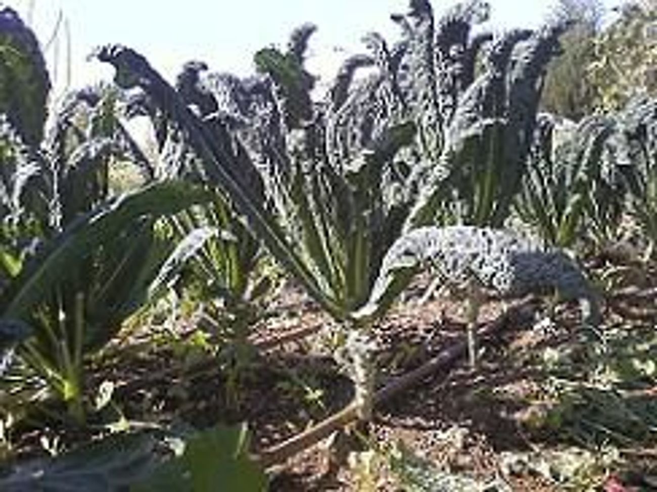 Winter in Israel Means Greens and Berries – The Forward