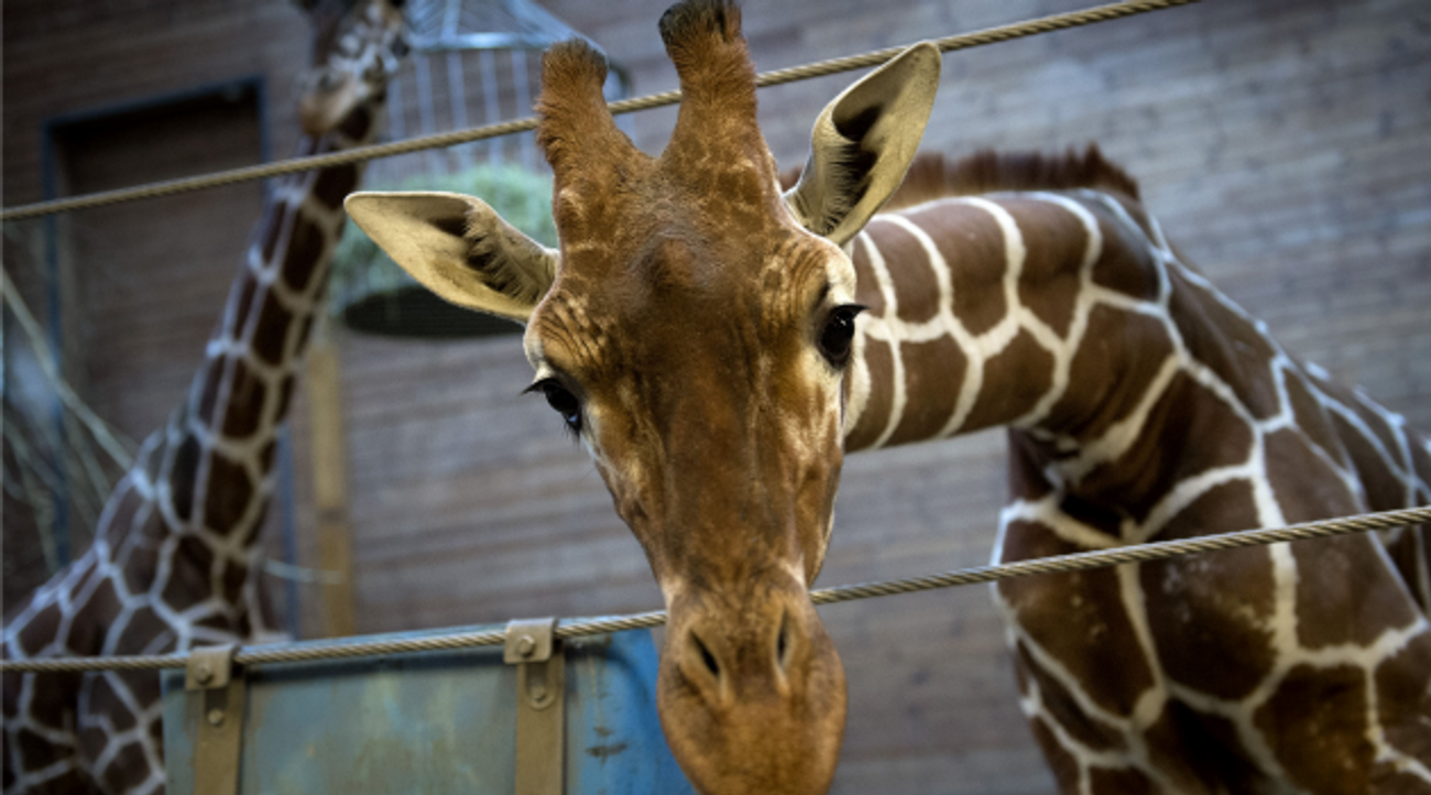 Was Marius the Giraffe Kosher? – The Forward