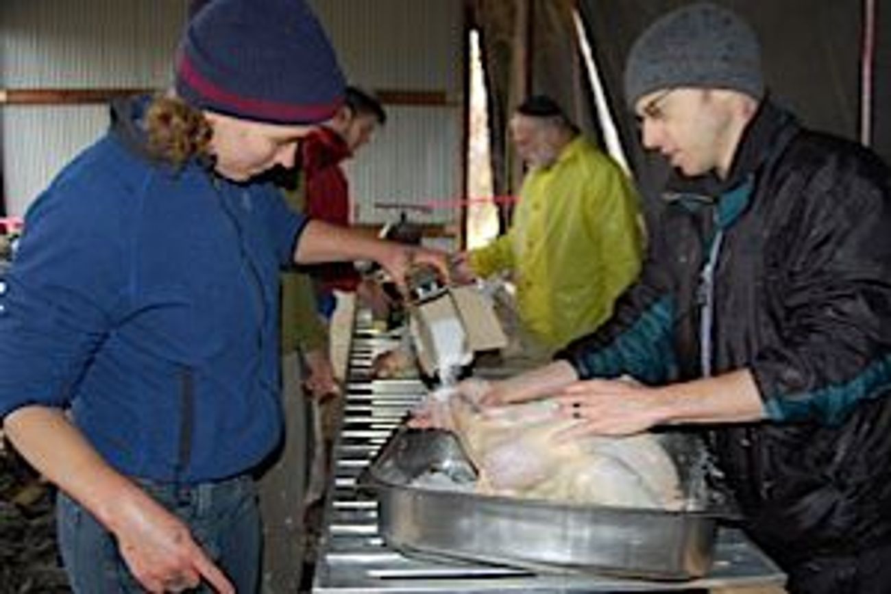 Shechting: The New Jewish Food Fad – The Forward