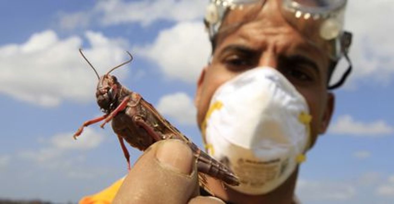 Locusts Go Biblical — But Are They Kosher? – The Forward