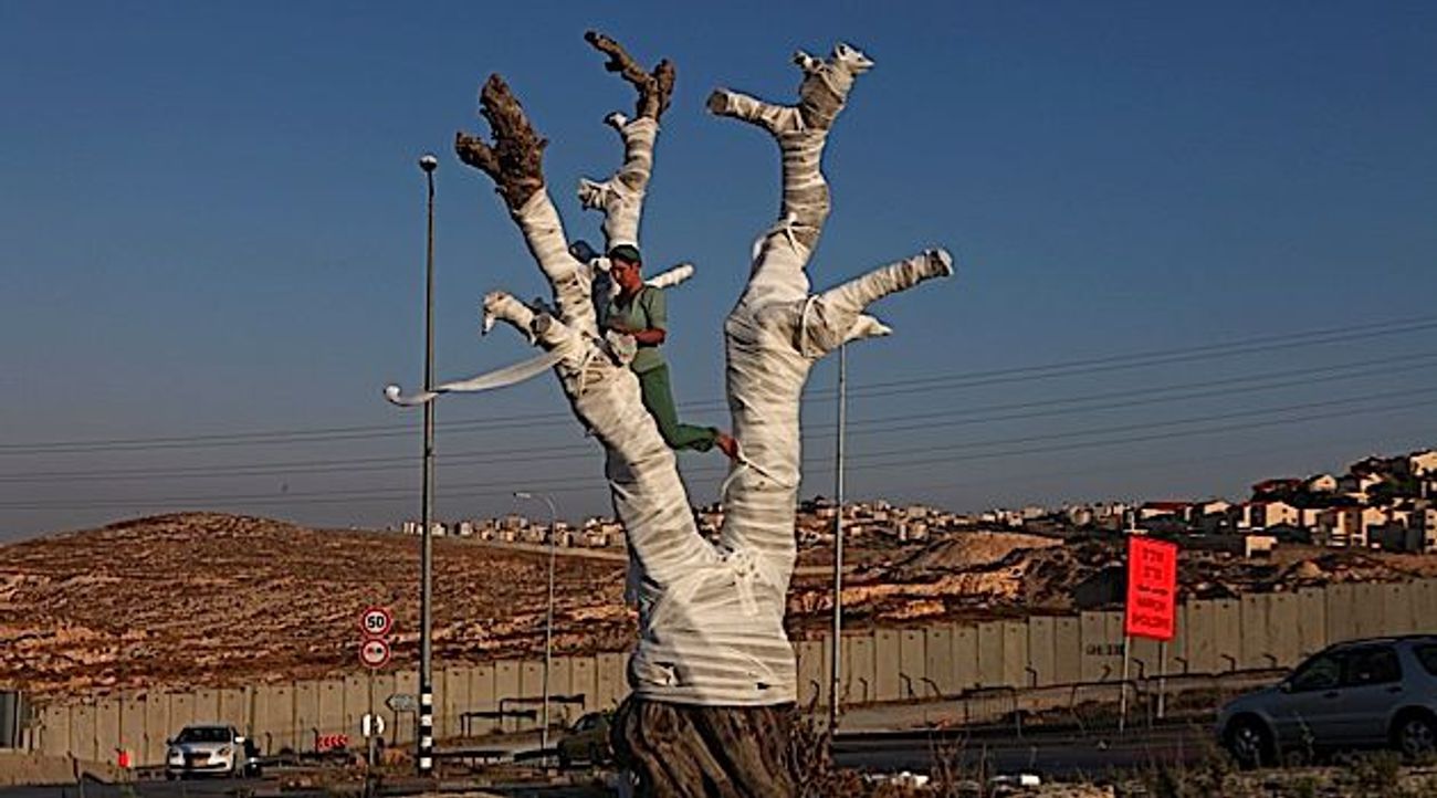 Even Trees Can Be Political – The Forward