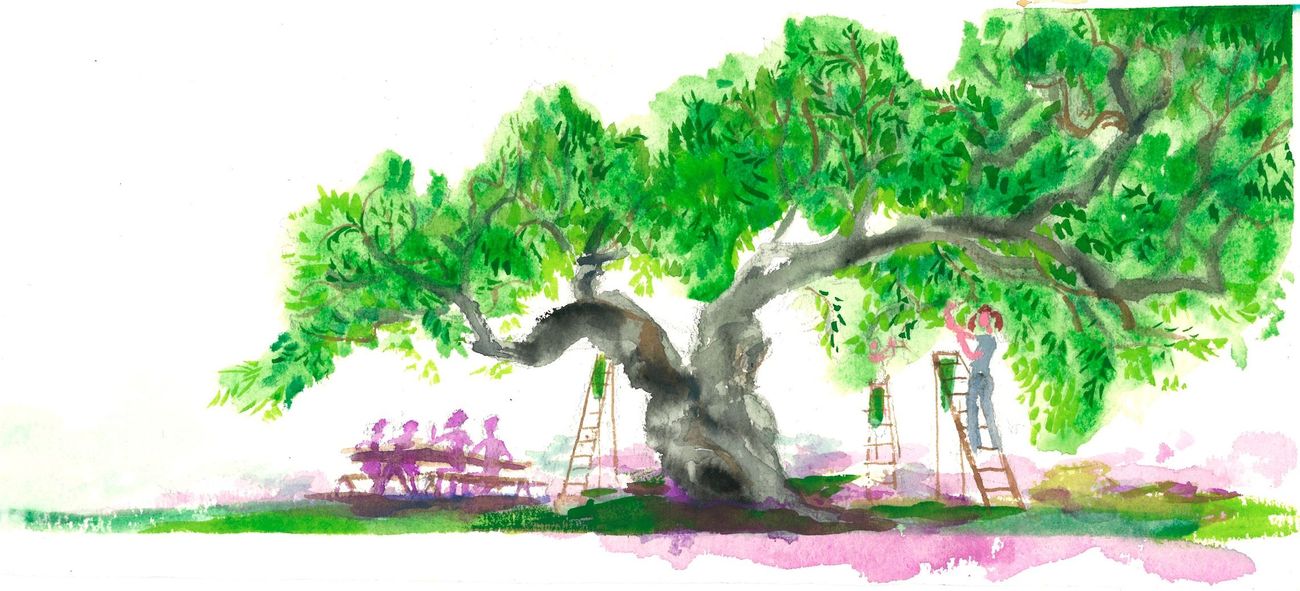 Six-Day War Diary: Illustrations Of Israel In 1967