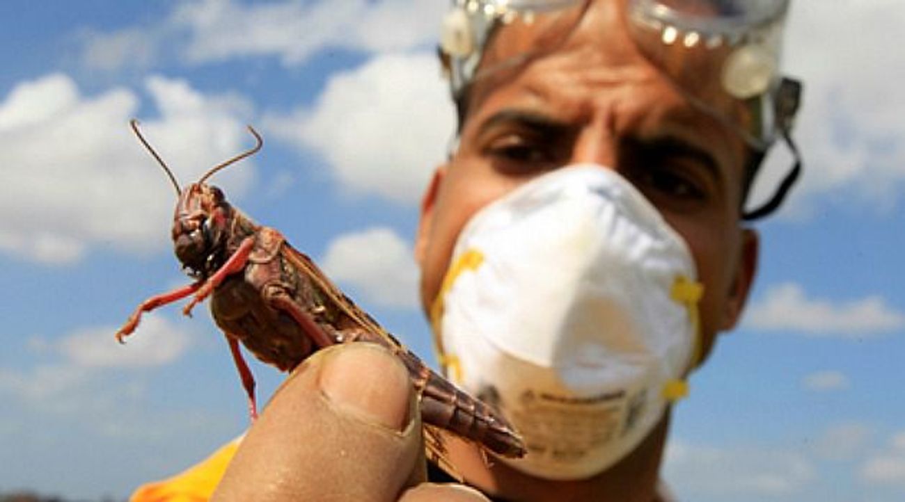 They're Back! Billions of Locusts Set To Go Biblical on Israel – The ...