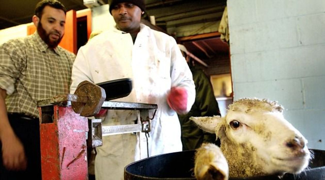 Grim Week for Animals as Jewish and Muslim Rituals Coincide – The Forward