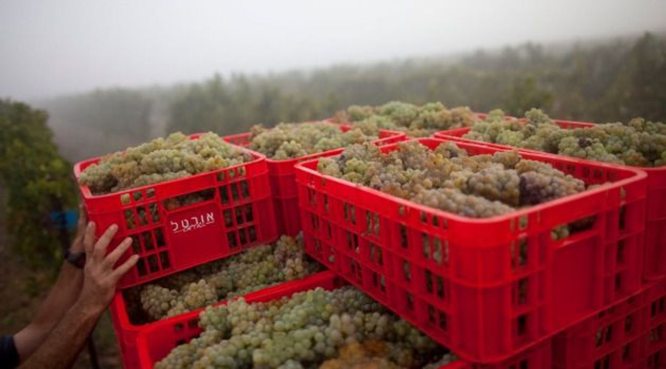 Using Native Grapes To Bring Israeli Winemaking Back to Roots – The Forward