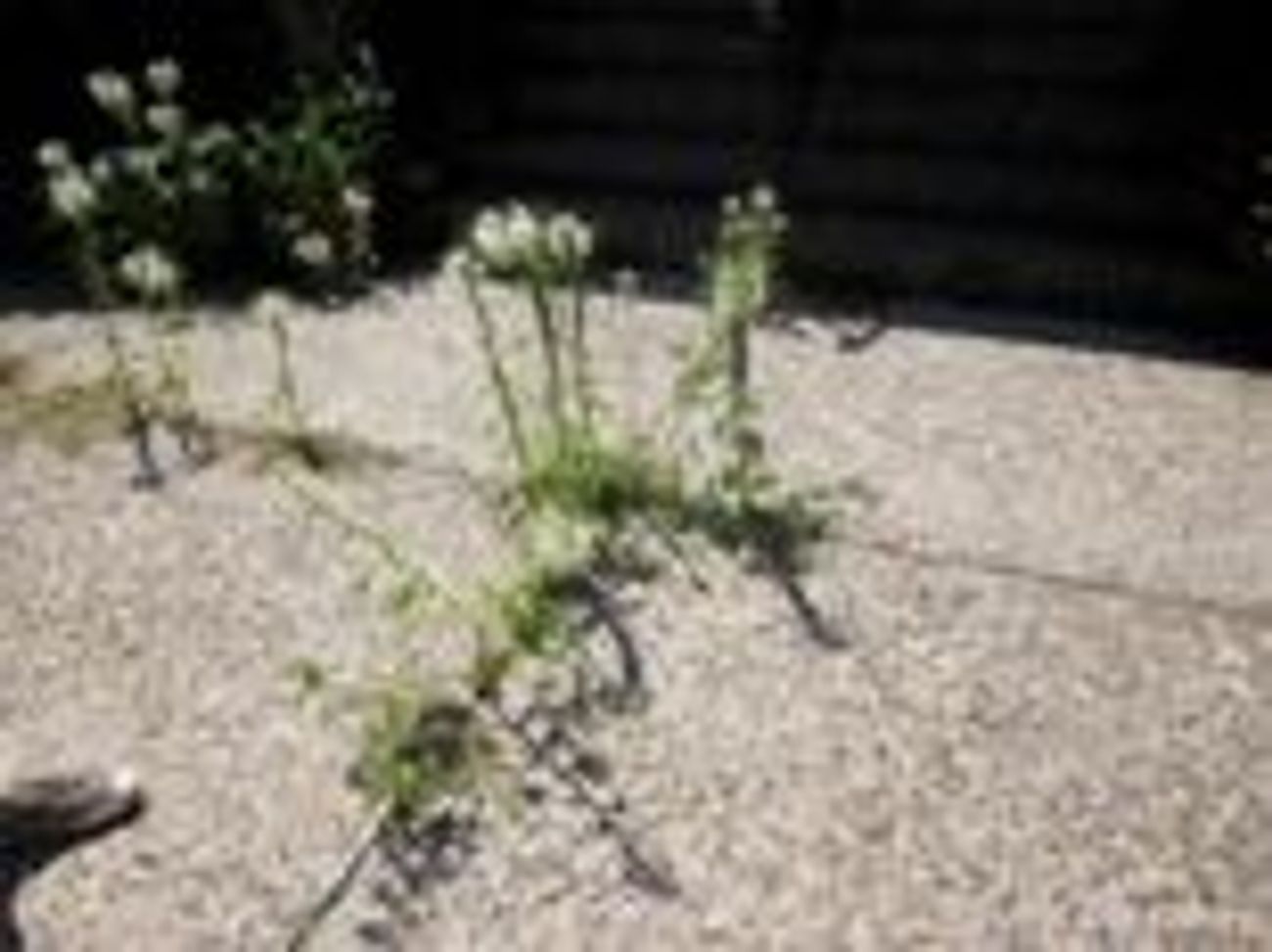 Zen and the Art of Weed Whacking – The Forward