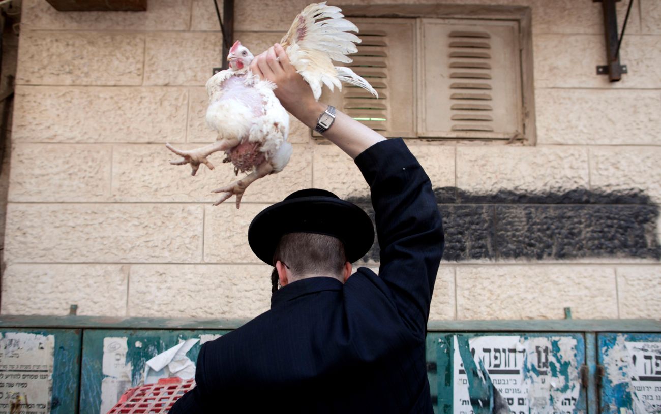 Hasidic Jews’ Chickens For Swinging Around Die In Cages – The Forward