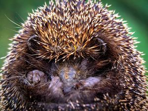 Israeli Hedgehogs Are Too Fat, Have To Go On Diets – The Forward