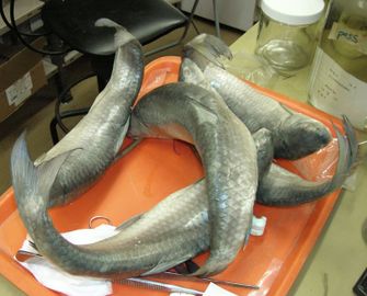 At Kosher Feast, Fried Locusts for Dessert – The Forward