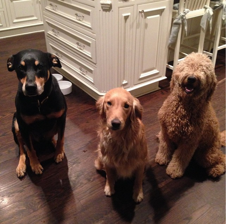 When Every (Jewish) Dog Has Its Day – The Forward