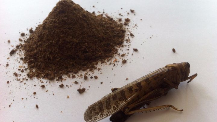 Eating Kosher Locusts In Israel – The Forward