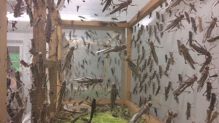 Eating Kosher Locusts In Israel – The Forward