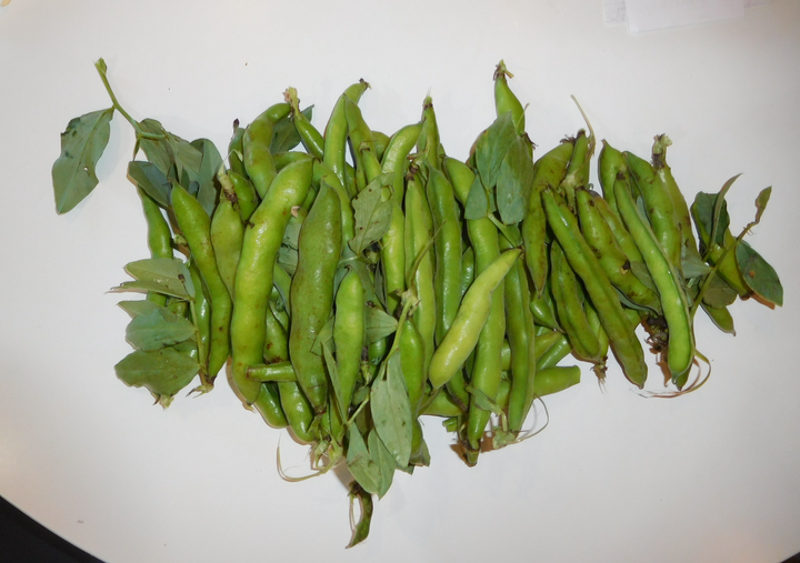 A garden full of fava beans inspires great Italian recipes – The Forward